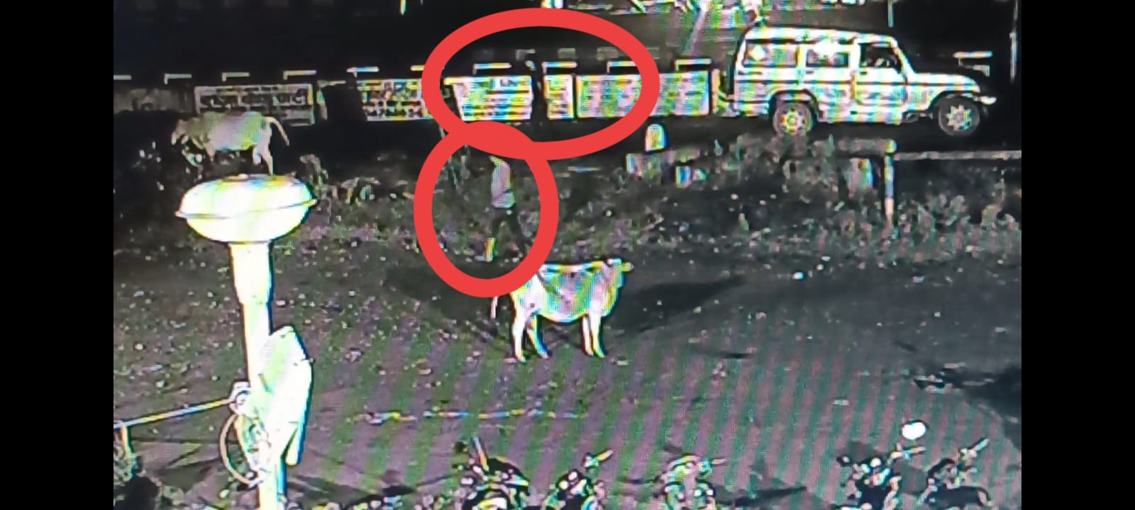 Cow thief gang is active in Gamharia, cattle are being stolen ...