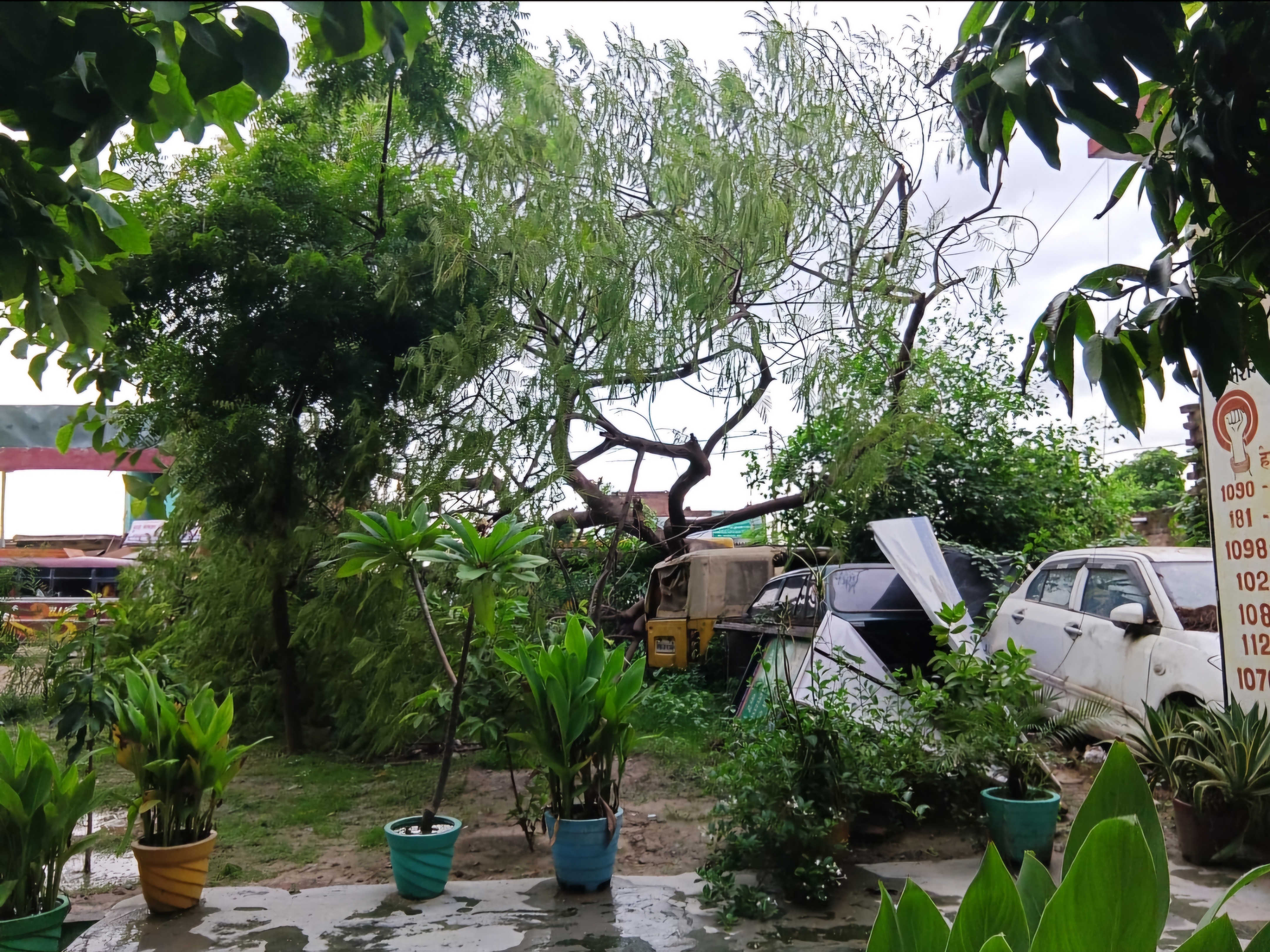 A tree suddenly fell in Kapsethi police station