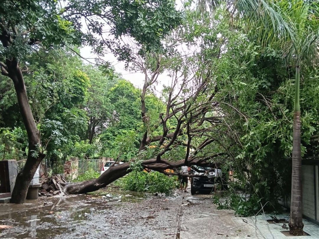 Tree fell on power line in Gurugram Sector 5, power outage for 30 hours ...