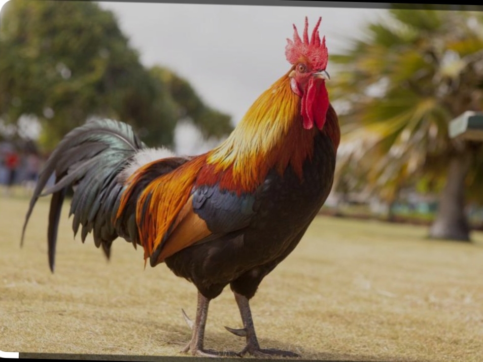 There was a ruckus when the bike of a devotee ran over a chicken