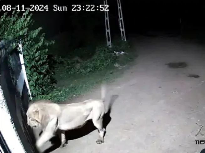 Two lions entered the village of Savarkundla