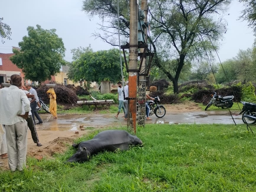 Buffalo died due to electric current in Hisar | हिसार में बिजली करंट से ...