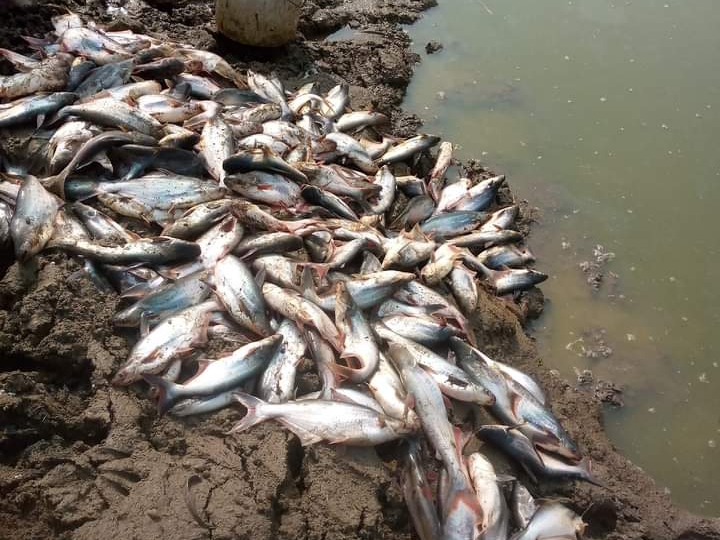 Fish worth lakhs killed for 1300 outstanding tuition fees in banka ...