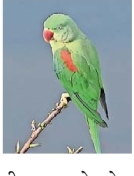 Three species of parrots in Dhanbad, 150 types of birds are seen in ...