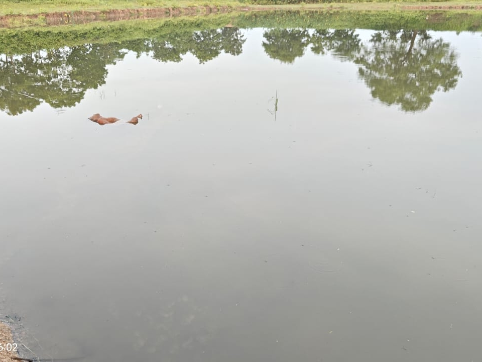 A young man drowned in a pond in Jaithari, died | जैतहरी में तालाब में ...