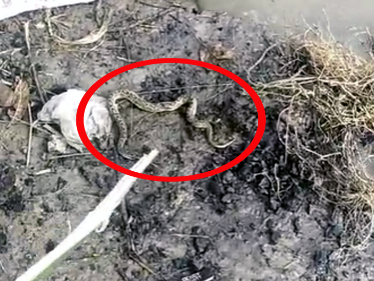 The snake remained hidden inside the body of the young man for 18 hours ...
