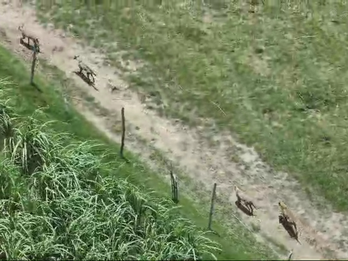 Man-eating wolves caught on camera in Bahraich