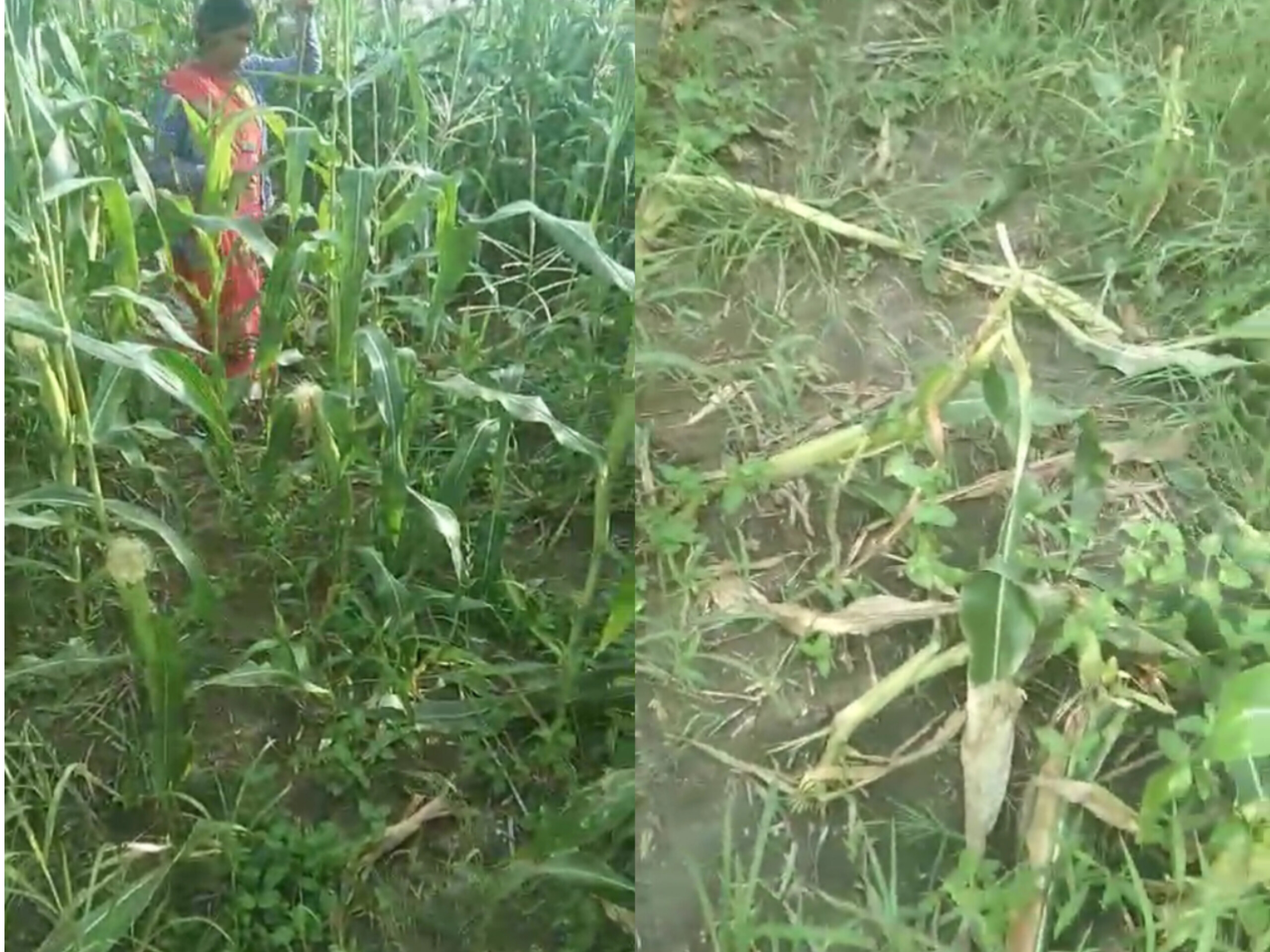 A herd of wild pigs destroyed crops | जंगली सुअरों के झुंड ने फसलों को ...