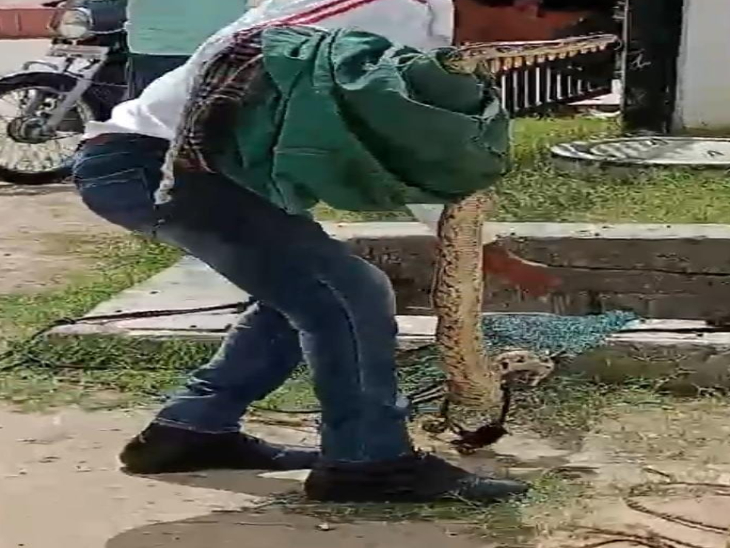 Rajasthan kota 6 feet long python entered the River Front Pumping ...