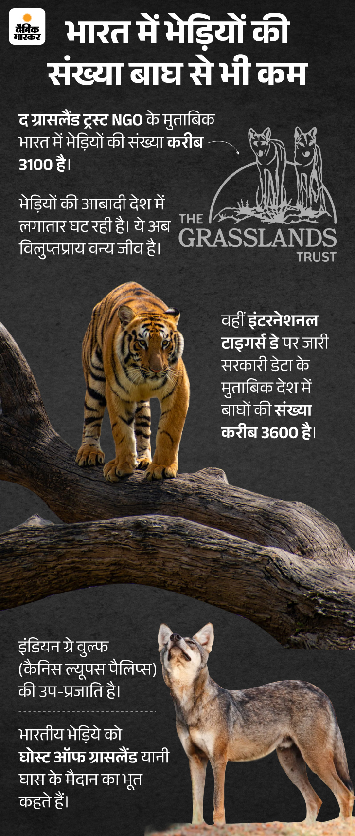 UP Bhediya Attack; Wolf Habitat, Features, Hunting Style And Population ...