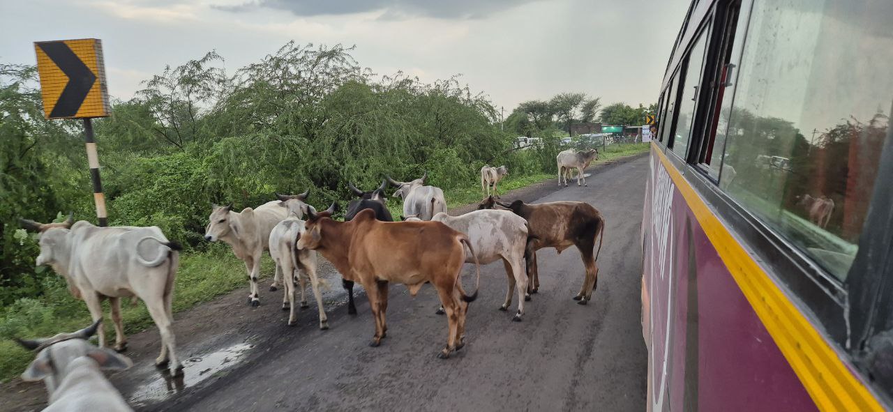 Crowd of stray animals on the mega highway, fear of accident in the ...