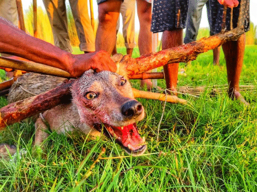 Forest Department captured the fifth wolf in bahraich live updates ...