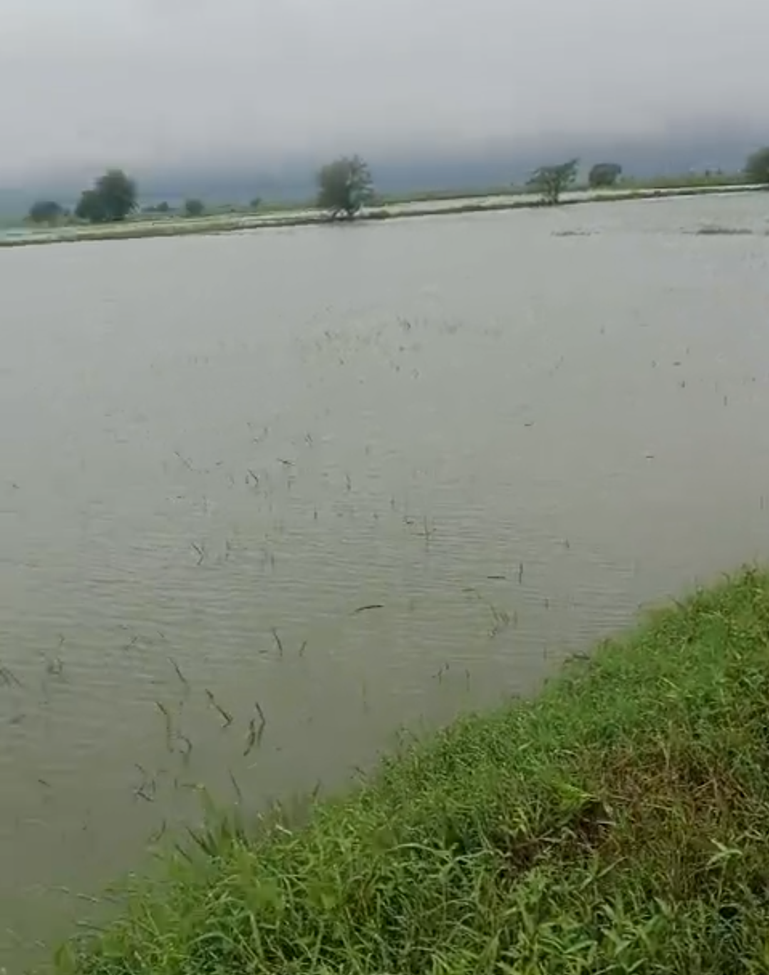 The water of Asan river entered the Pariksha village of Morena | मुरैना ...