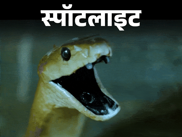 South Africa Black Mamba Snake Fact; Crocodile Fight Video | Kruger Park