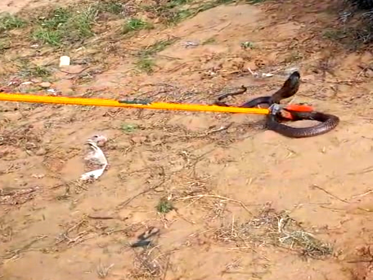 4 feet long cobra snake came on the tubewell | ट्यूबवेल पर आया 4 फीट ...
