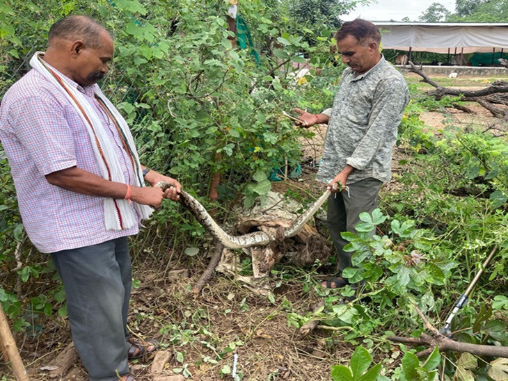 Python came to Bhavani Dairy Farm House situated at Aam Chowki | डेयरी ...