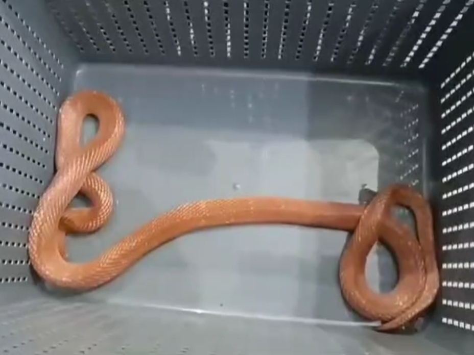 Rare species of snake seen in Dudhwa Tiger Reserve, VIDEO | दुधवा टाइगर ...