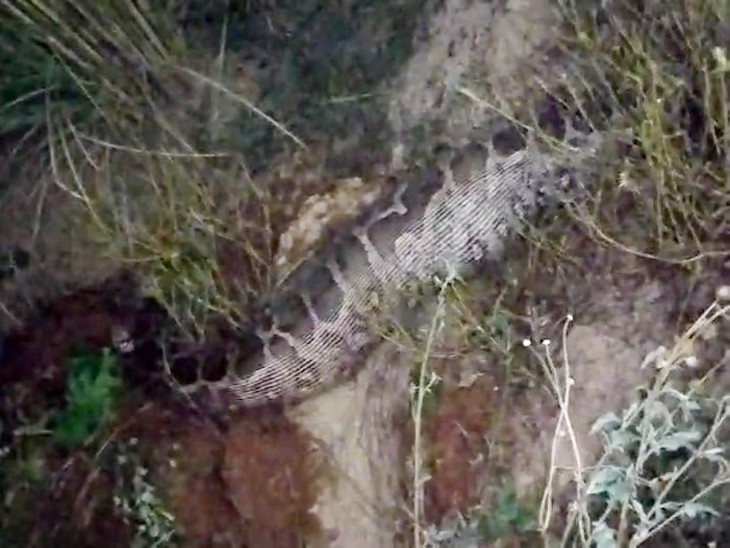 10 feet long python found in Mohanpur village | मोहनपुर गांव में मिला ...