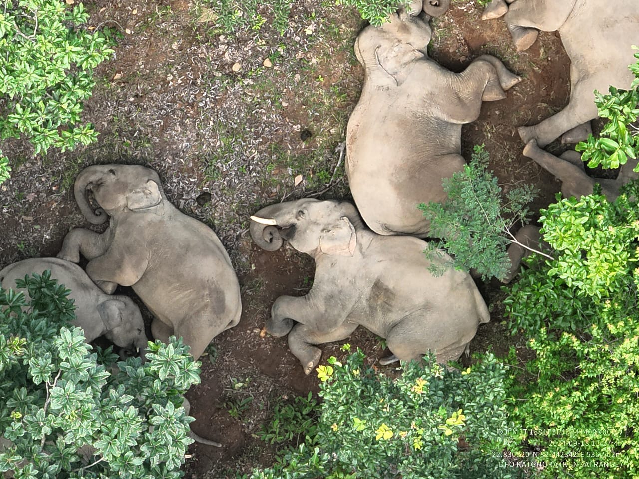 Chhattisgarh Korba Video of elephants resting | कोरबा में हाथियों के आराम फरमाने का VIDEO: सोशल ...