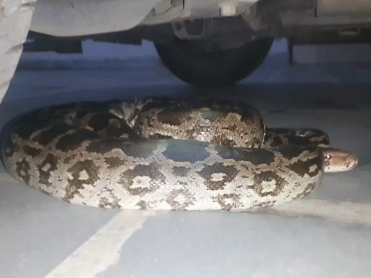 Rajashthan kota 7 feet long python rescued from under the car, Govind ...