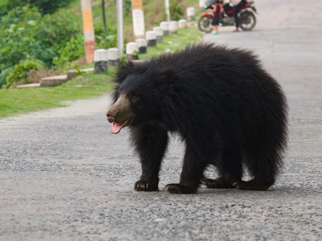 BETTIAH NEWS, BAGHA NEWS, BIHAR NEWS, Wild animals are coming out of ...