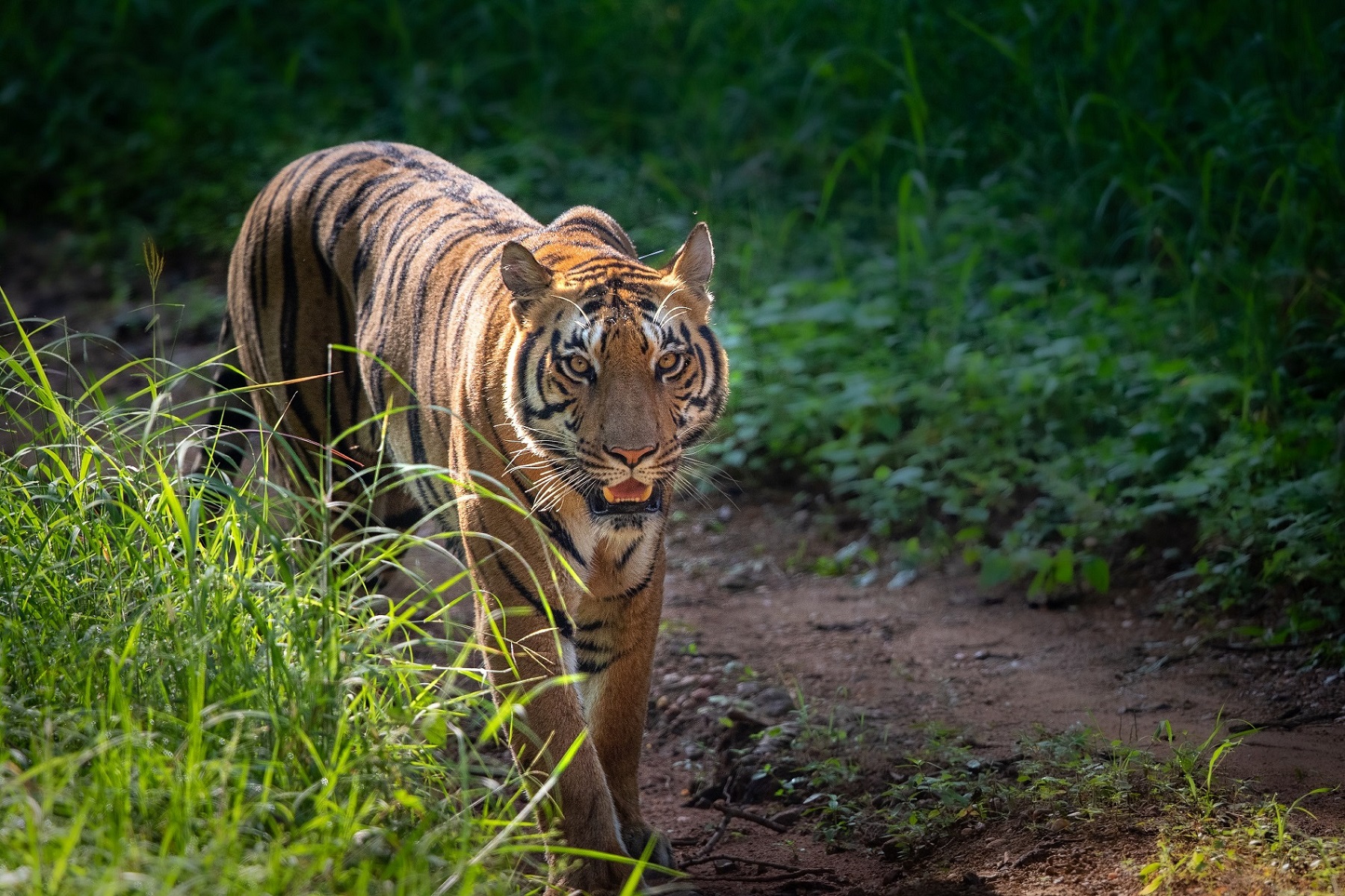 Tourists arrived to see the tiger in Satpura Tiger Reserve | सतपुड़ा ...