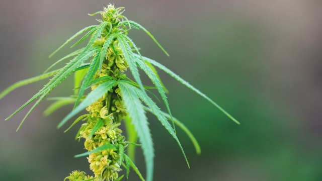 Sadhu Sanyasi Baba Smoke Ganja Reality Explained | Atharvaveda | जिस पर ...