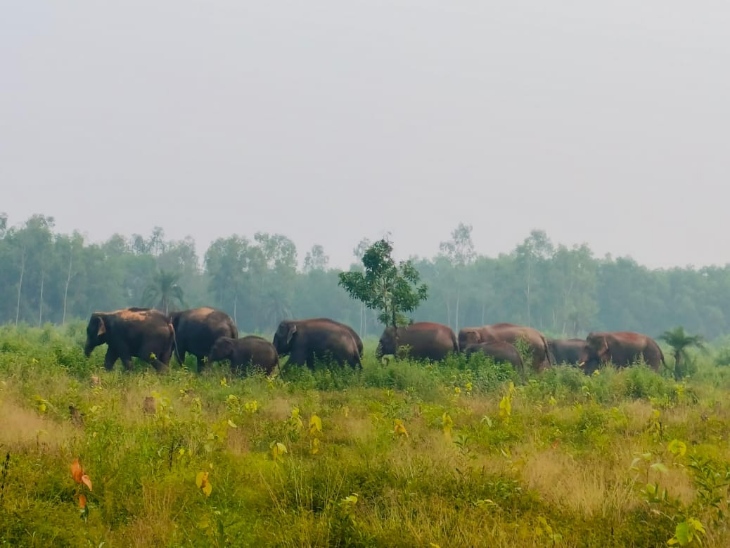 Elephants created terror in Chakulia | चाकुलिया में हाथियों ने मचाया ...