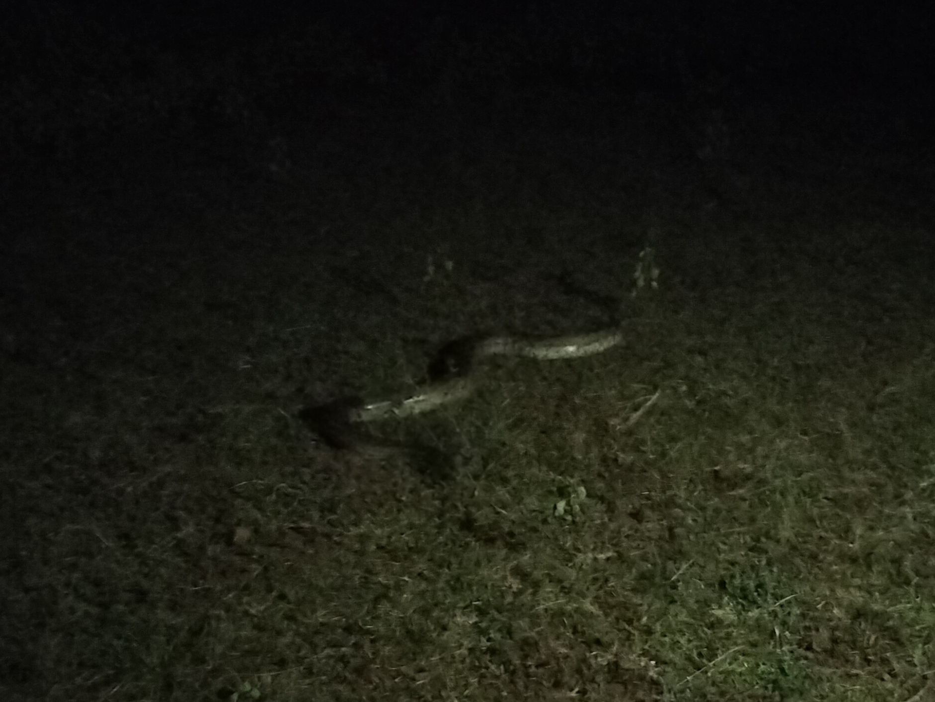 Python seen in Susner of Agar Malwa | आगर मालवा के सुसनेर में दिखा अजगर ...