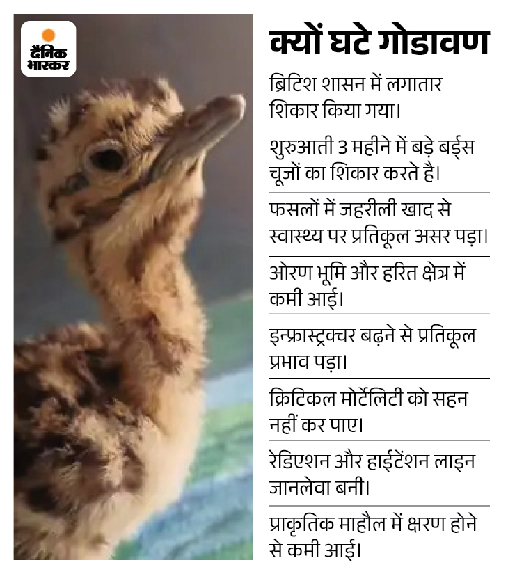 Jaisalmer Godawan Breeding Centre; Great Indian Bustard | Rajasthan ...