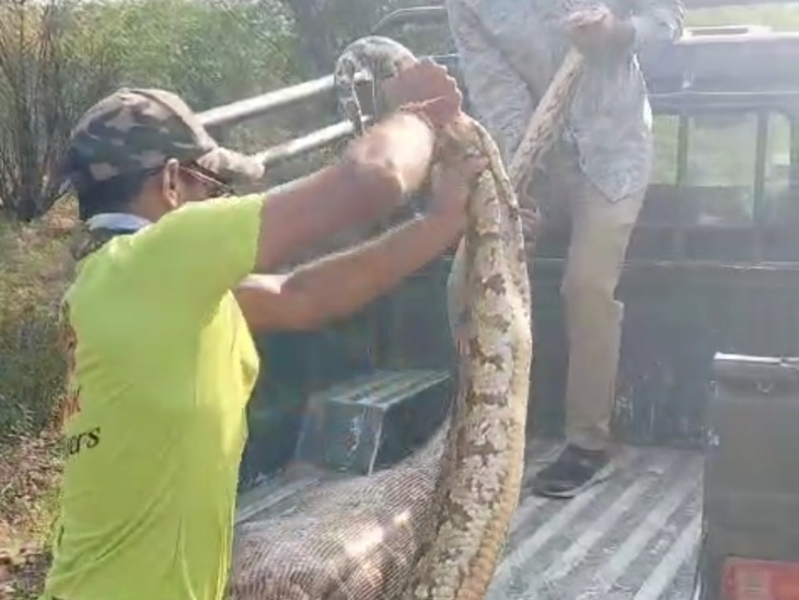 15 feet long python found in Phulsagar area | फूलसागर क्षेत्र में मिला ...