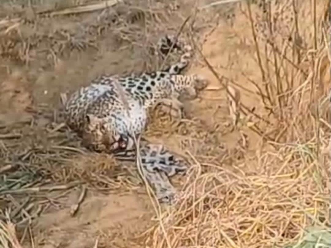 Leopard trapped in the net laid by villagers in the forest of Barnawa ...