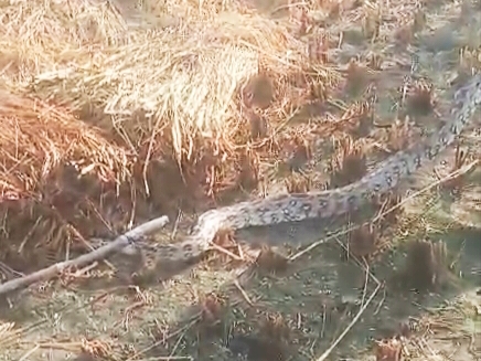 Python came out while harvesting paddy crop | धान की फसल काटते समय निकला अजगर: कन्नौज में देखने ...