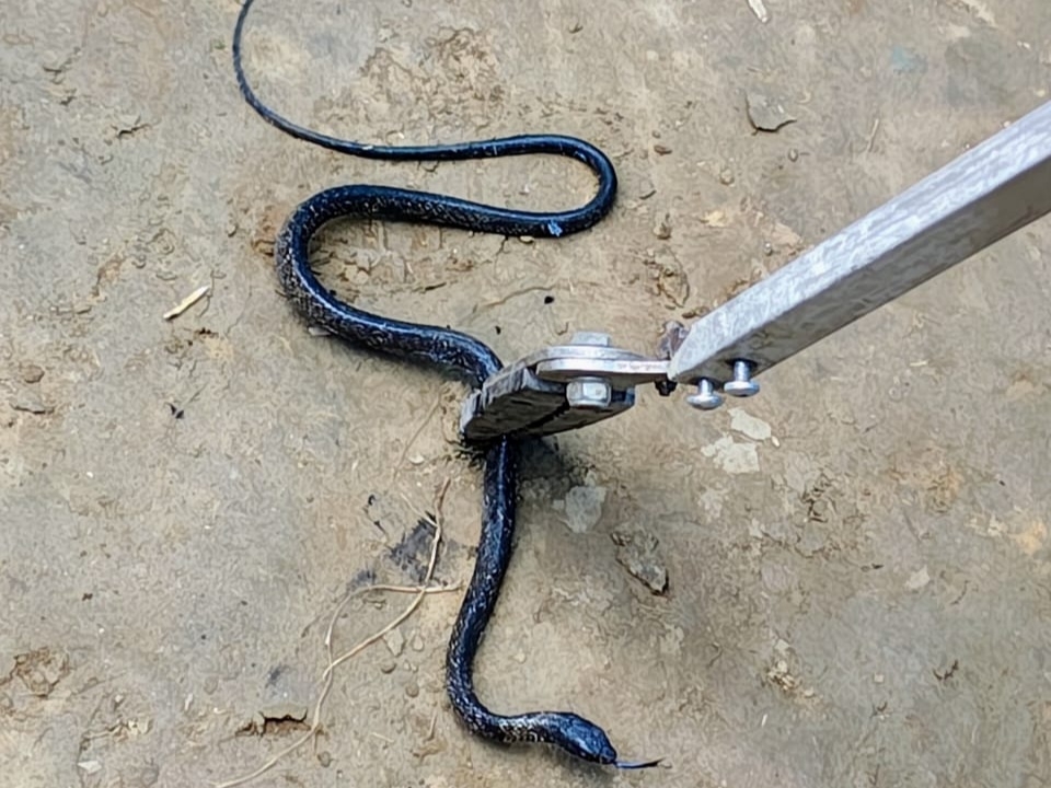 Black cobra found in the house of Valmiki Nagar MLA Dhirendra Pratap ...