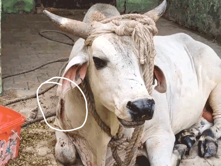 Shahabad Rava Animal cruelty Kurukshetra News | शाहाबाद के गांव में पशु ...