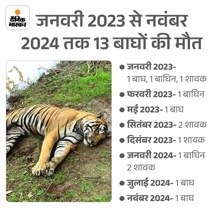 Ranthambore National Park Tiger Missing Mystery | CWLW