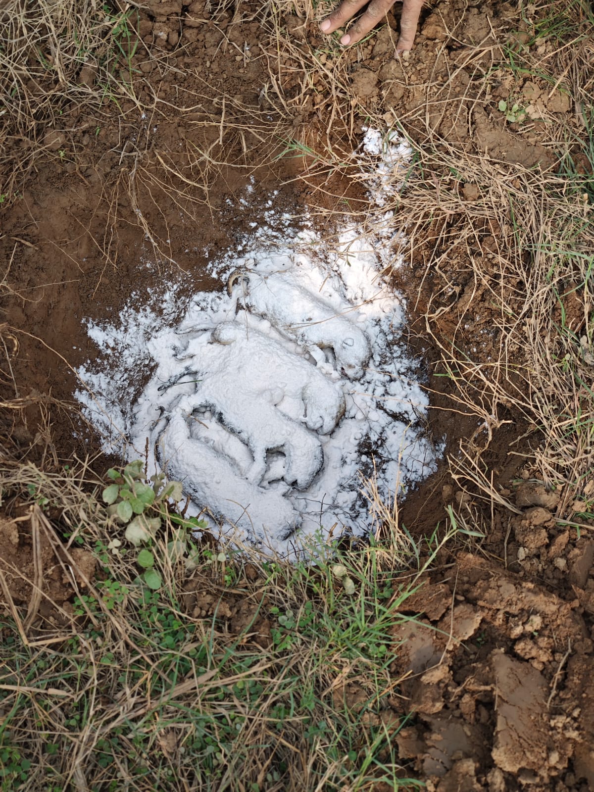 Post mortem of dog puppies lasted for 3 hours in Meerut