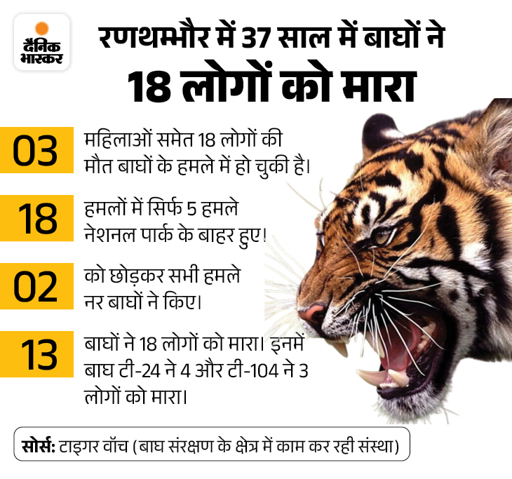 Ranthambore National Park Tiger Missing Mystery | CWLW