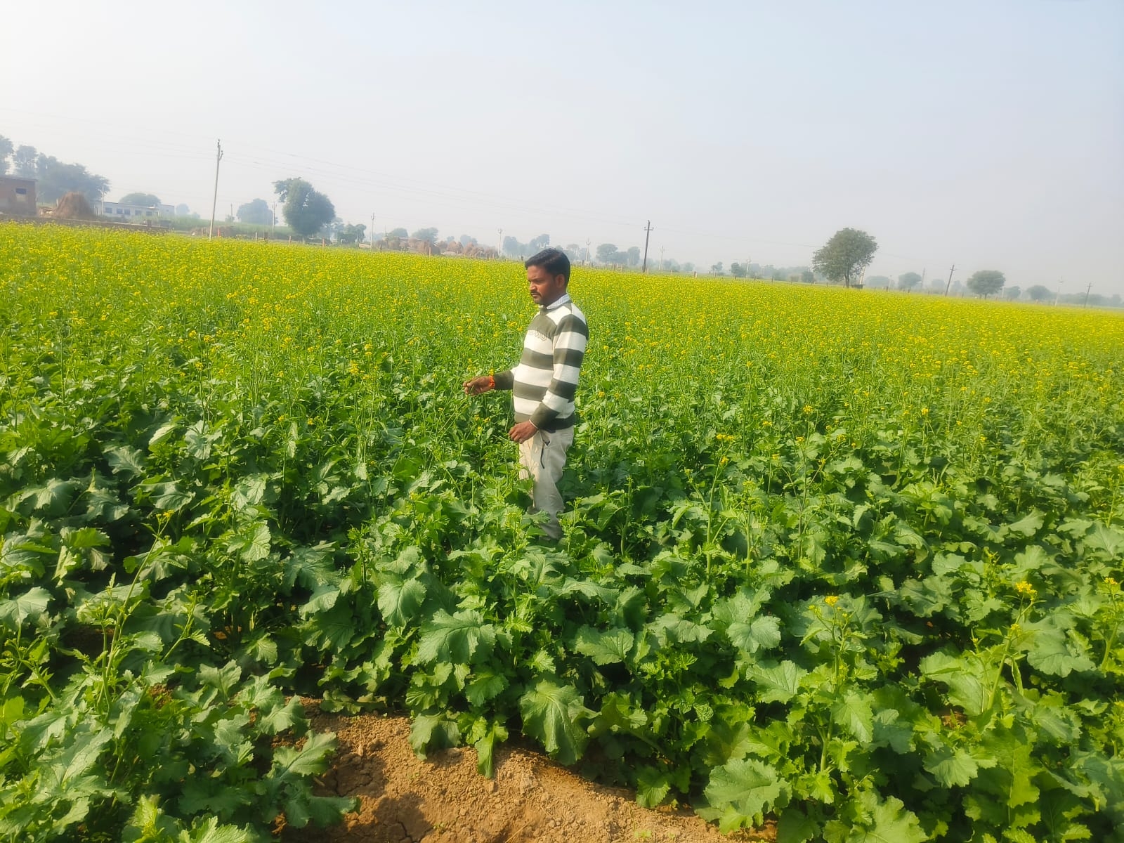 Karoli हिंडौन में सरसों की फसल में खिले फूल, किसानों के चेहरे खिले