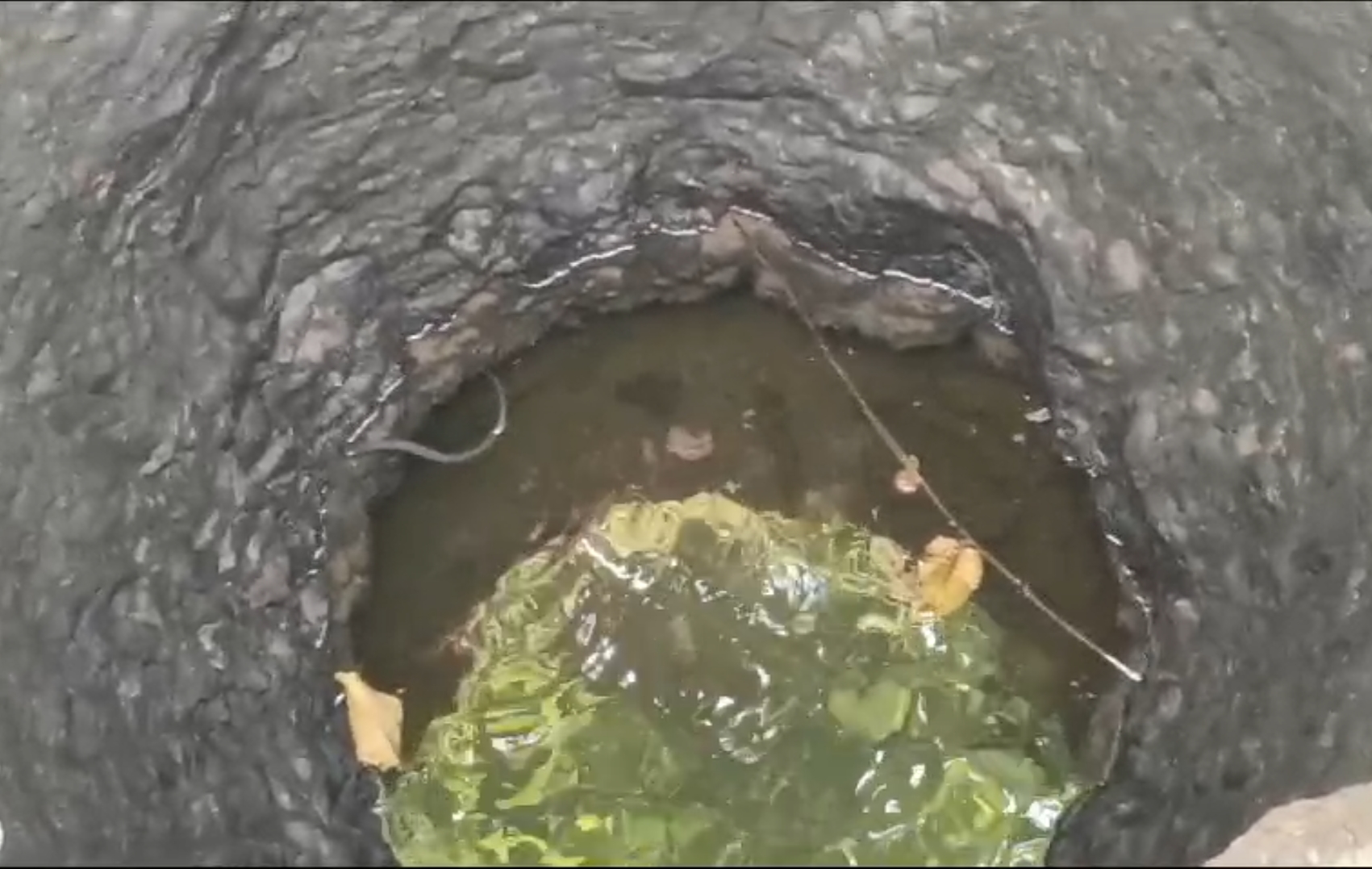 Cobra caught from 40 feet deep well in Sagar