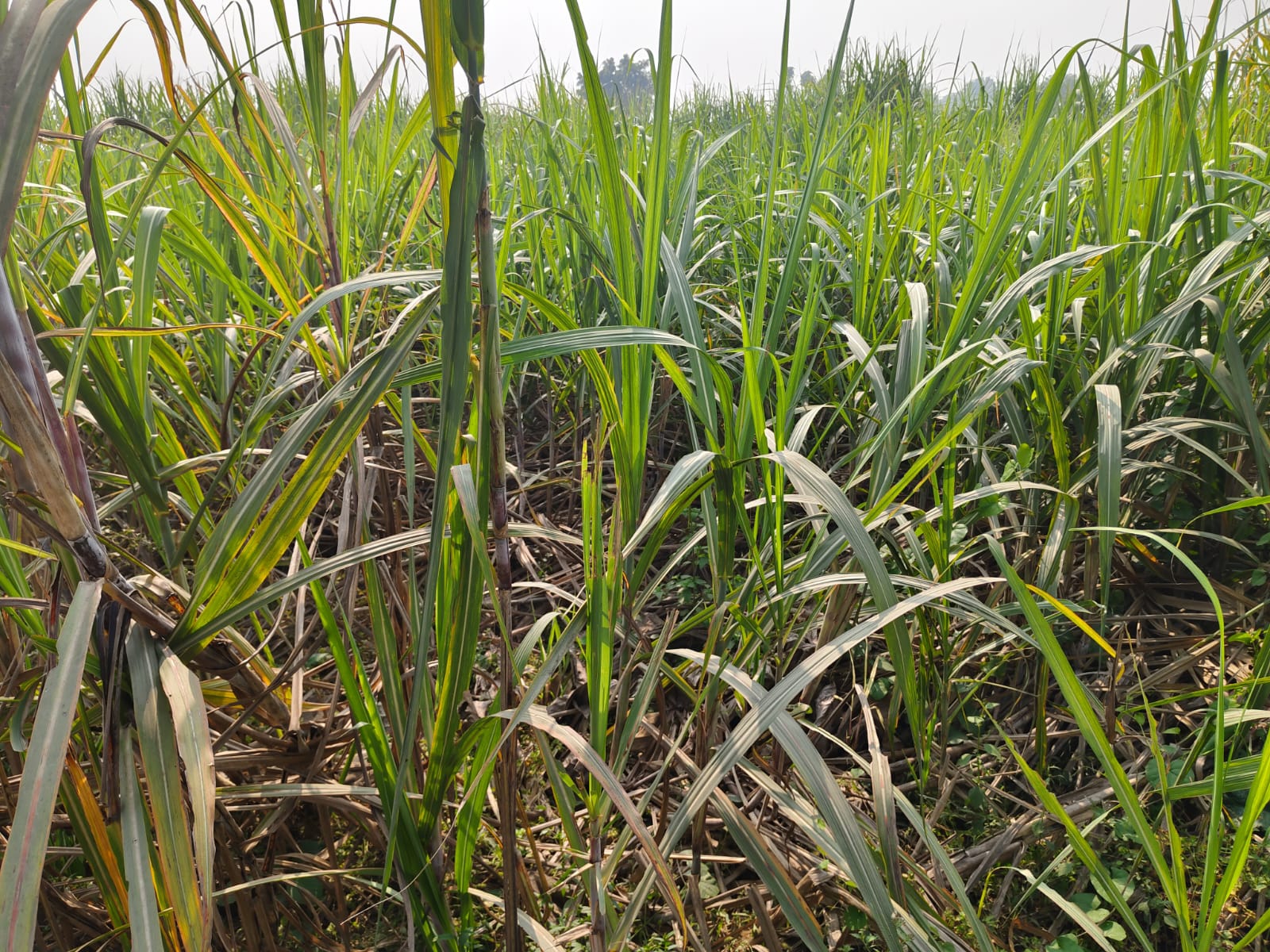 Locusts attack sugarcane crop in Basti | बस्ती में गन्ने की फसल पर टिड् ...