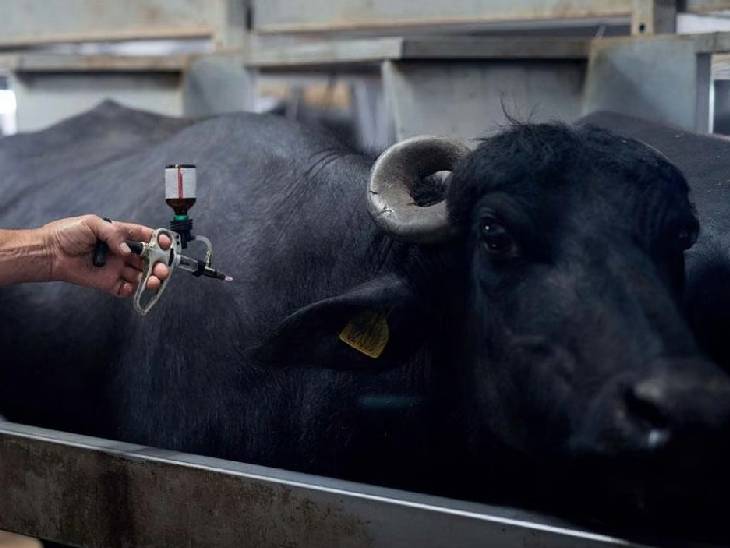 Supply of poor quality animal medicines in UP | यूपी में पशुओं की खराब ...