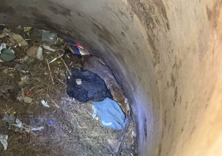 A jackal fell into a 40 feet deep well, this is how it survived