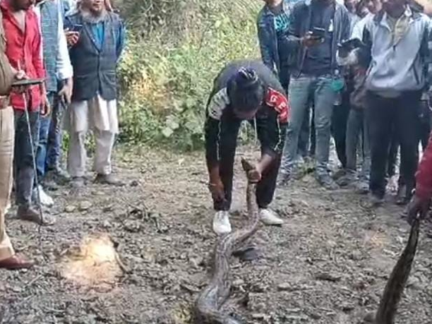 Python found in Meerut's Dulhera village | मेरठ में निकला अजगर: ग्रामीण डरकर घर के अंदर भागे; वन ...