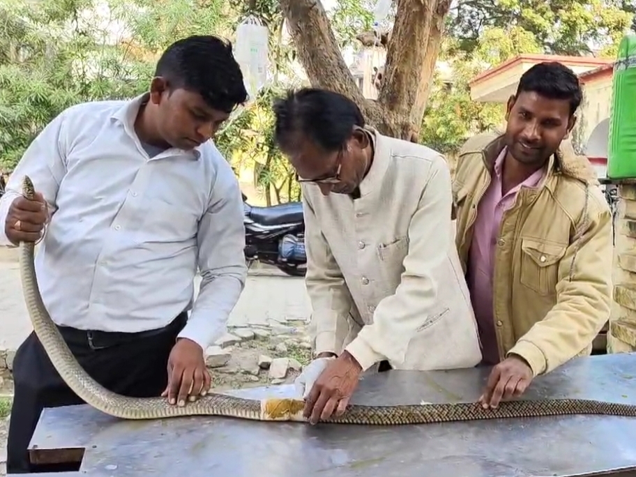 The injured snake was taken to the hospital and had to undergo six ...