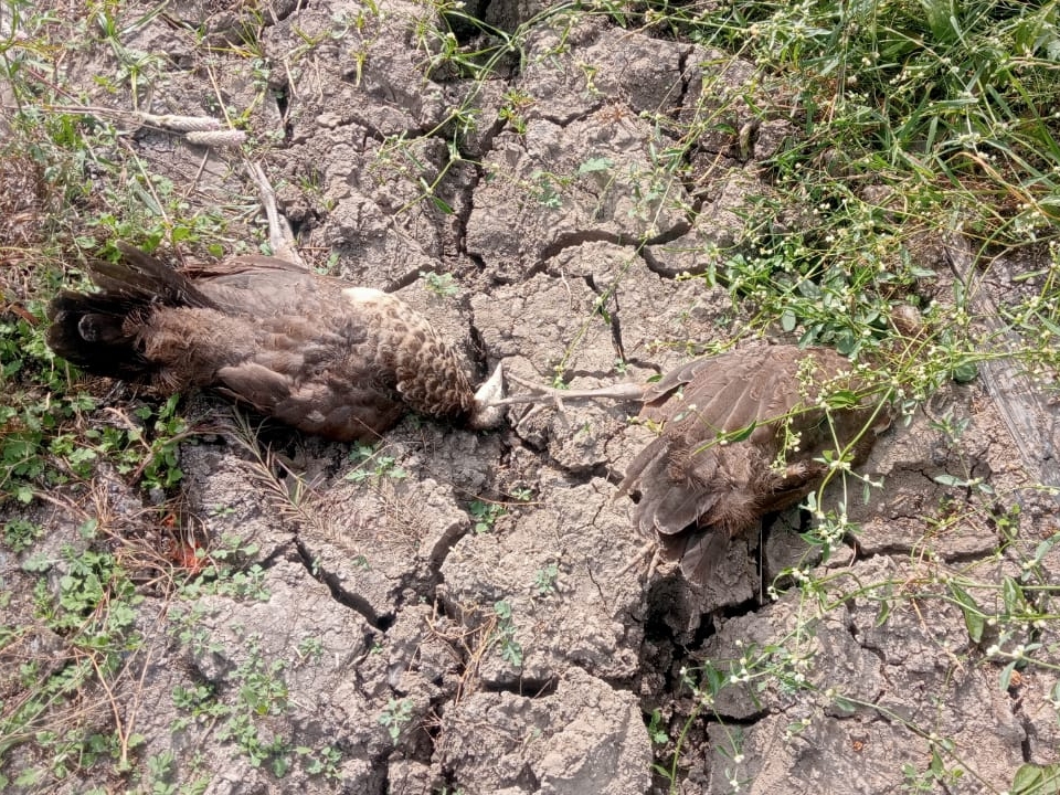 8 peacocks found dead in a field | खेत में मृत अवस्था में मिले 8 मोर ...