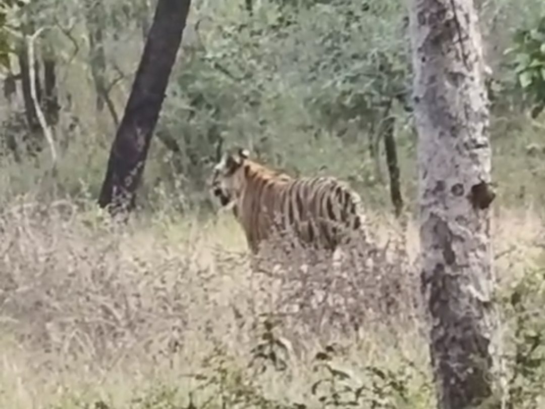 Tigers coming out of STR and reaching Bhaura range, VIDEO