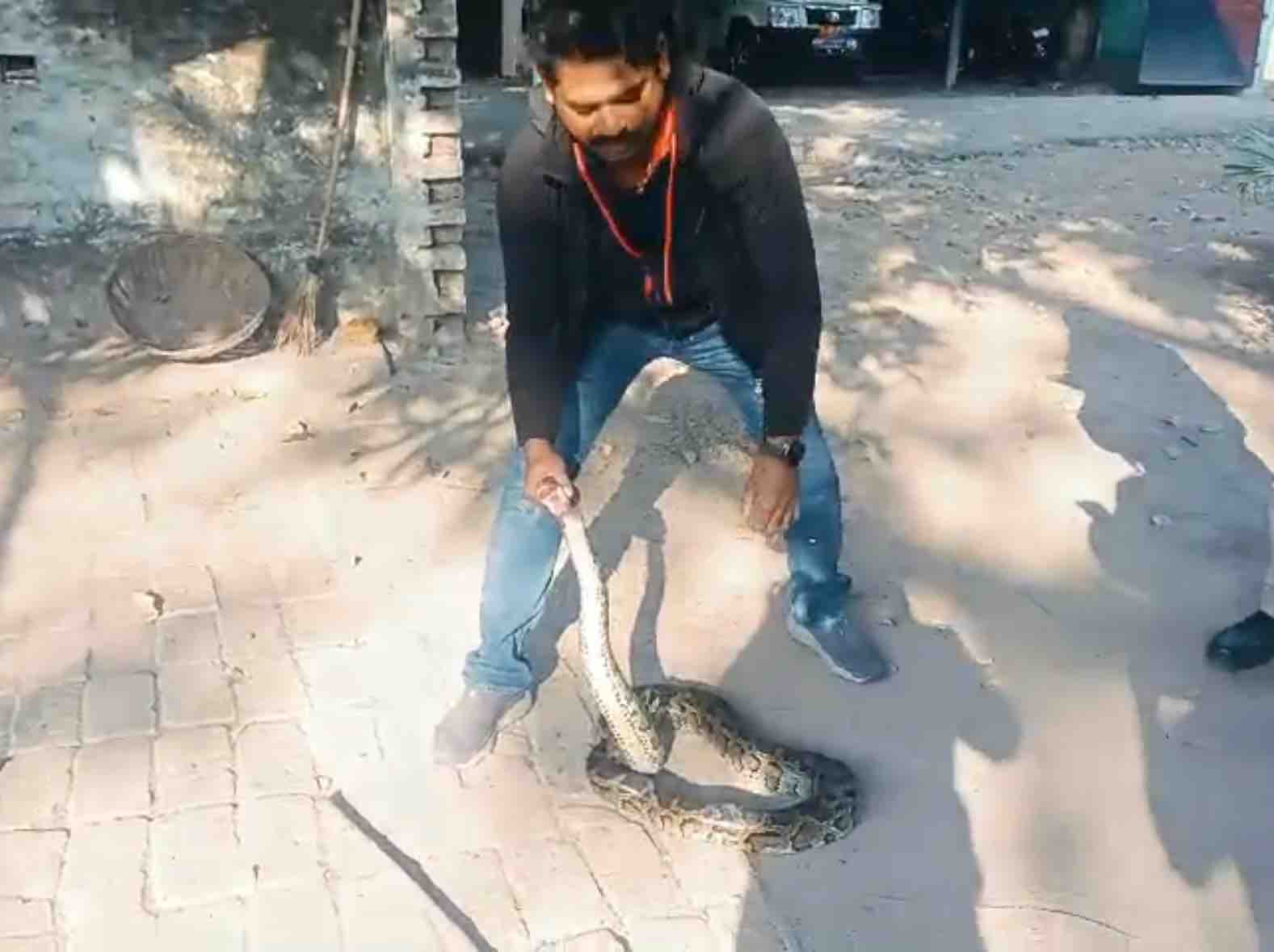 Areraj SDPO Ranjan Kumar caught the python | अरेराज एसडीपीओ रंजन कुमार ने अजगर को पकड़ा ...