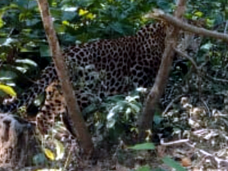 Leopard seen in Bishunpur Karcha forest, villagers in panic | बिशुनपुर ...