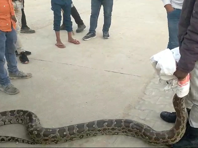 15 feet long python found in Mathura | मथुरा में 15 फीट लंबा अजगर निकला ...